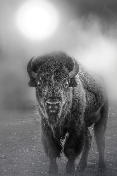 Geyser Basin Monarch – Jake Mosher Photography