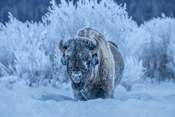 Sub Zero – Jake Mosher Photography