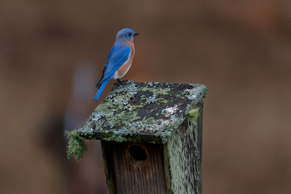 Staking His Claim – Jake Mosher Photography